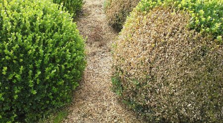 Comment Se D barrasser Efficacement De La Pyrale Du Buis En Suivant Les Comment Se D barrasser Efficacement De La Pyrale Du Buis En Suivant Les